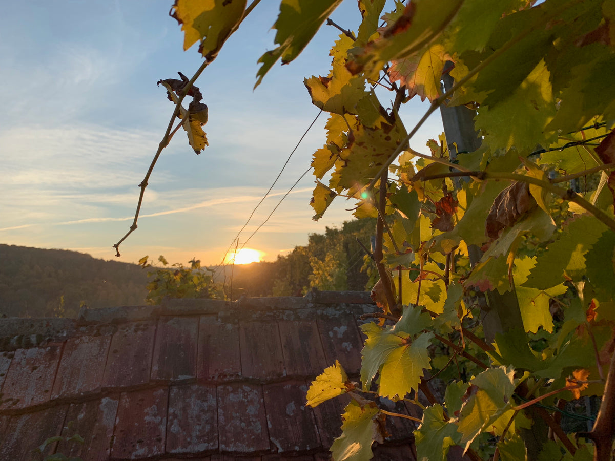 Stuttgarter Weinwandertag Hedelfingen-Rohracker ...